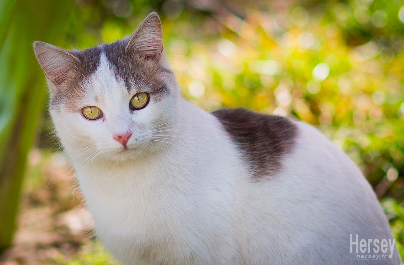 Les yeux du chat - Hersey Photographe Uzès Nîmes Occitanie