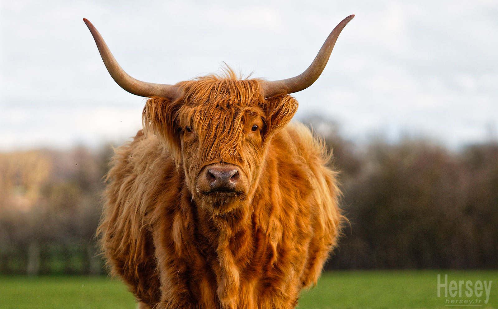 Justine vache Highland cattle - Hersey Photographe Uzès Gard