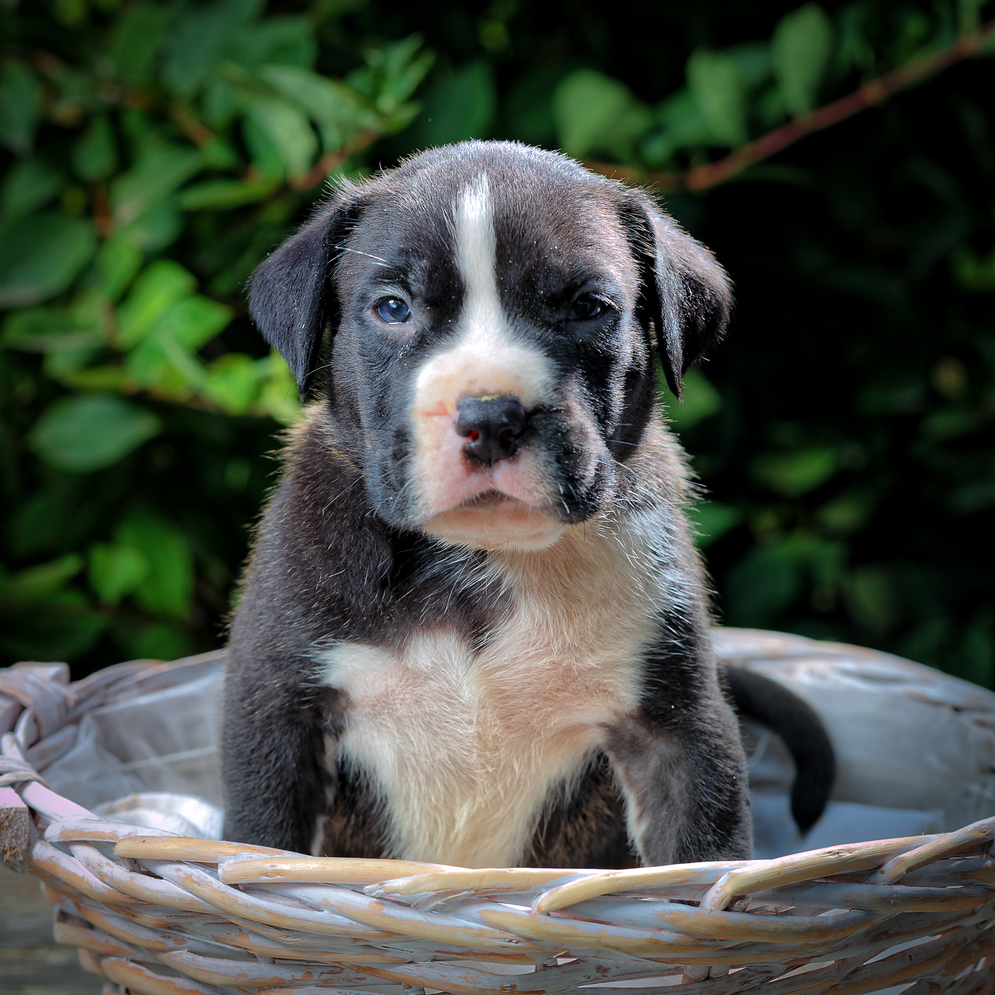 Bébé chiot American Bully - Hersey Photographe Uzès Nîmes Gard