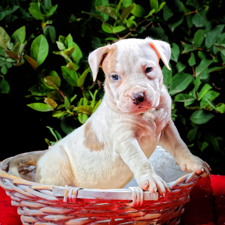 Bébé chiot American Bully - Hersey Photographe Uzès Nîmes Gard